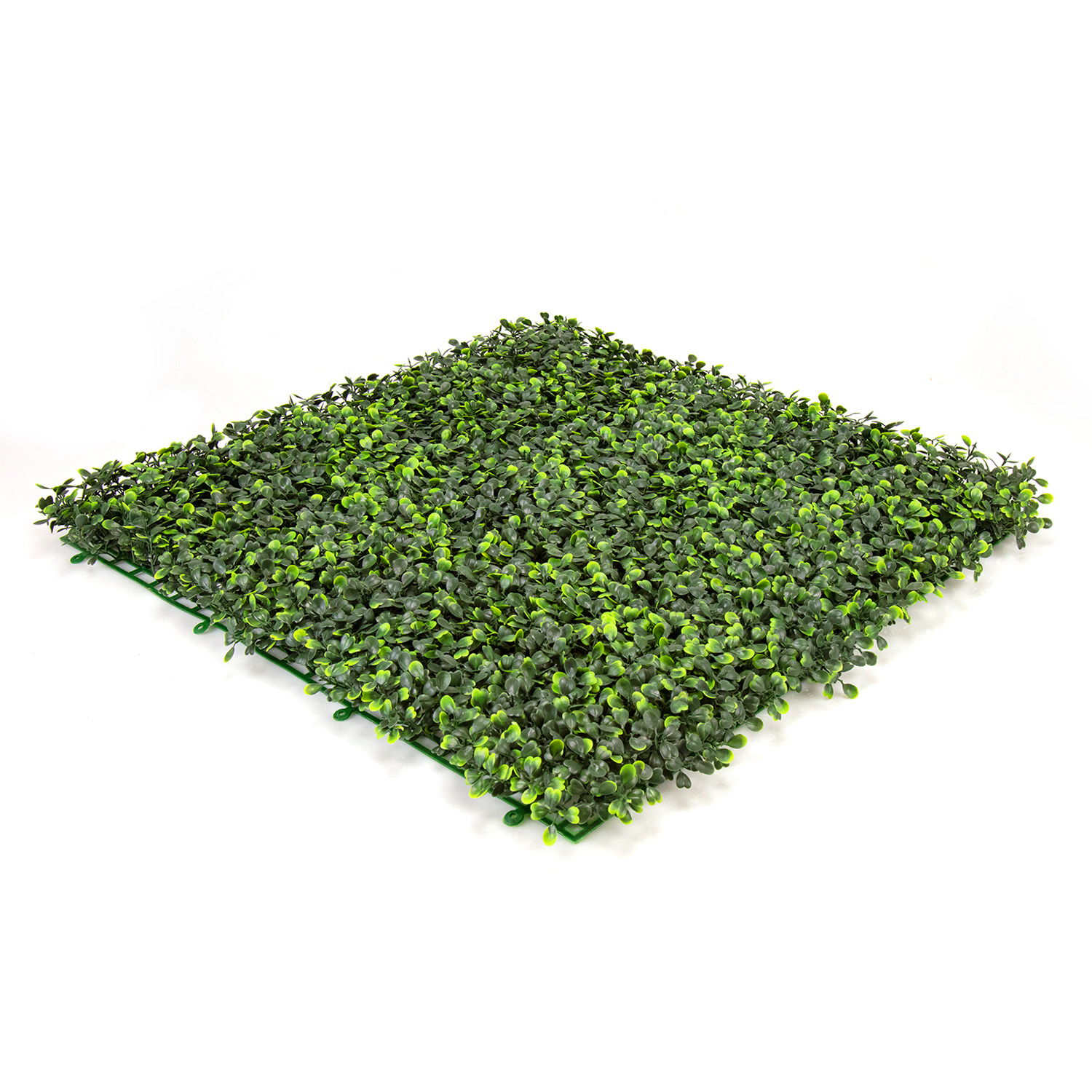 Boxwood Ivy Pacific Blend - TurfHub