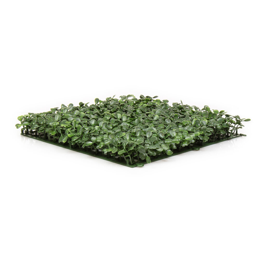 Boxwood Ivy Pacific Blend - TurfHub