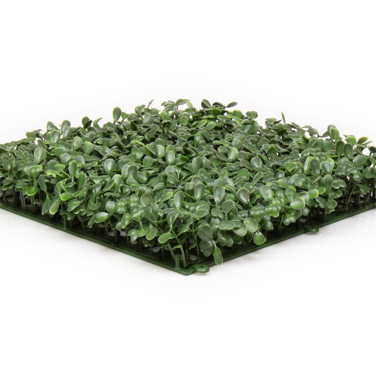 Boxwood Ivy Pacific Blend - TurfHub